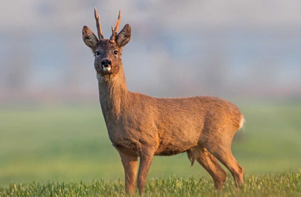 Animal_Radjur - Stora Eks Egendom